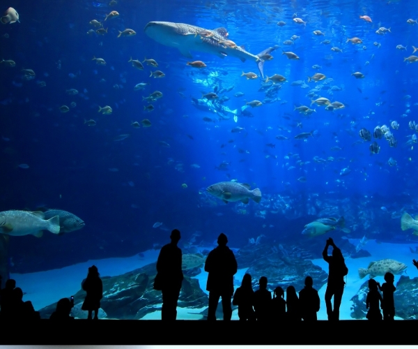 İstanbul Akvaryum, İstanbul'da Gezilecek Yerler, Foto Galeri